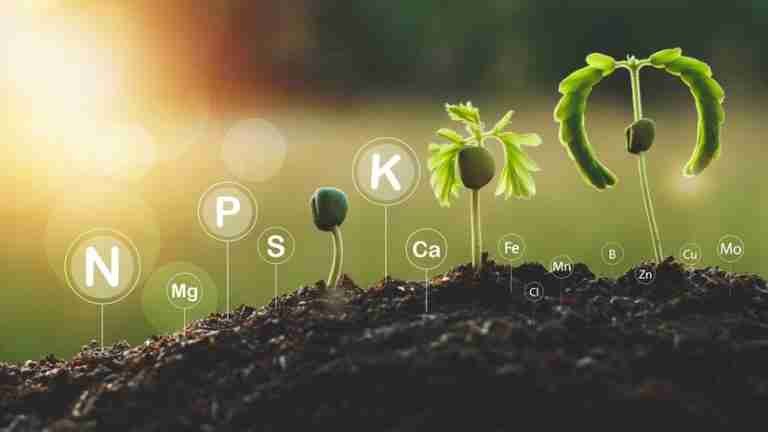 What 5 Things Do Plants Need to Make Food?